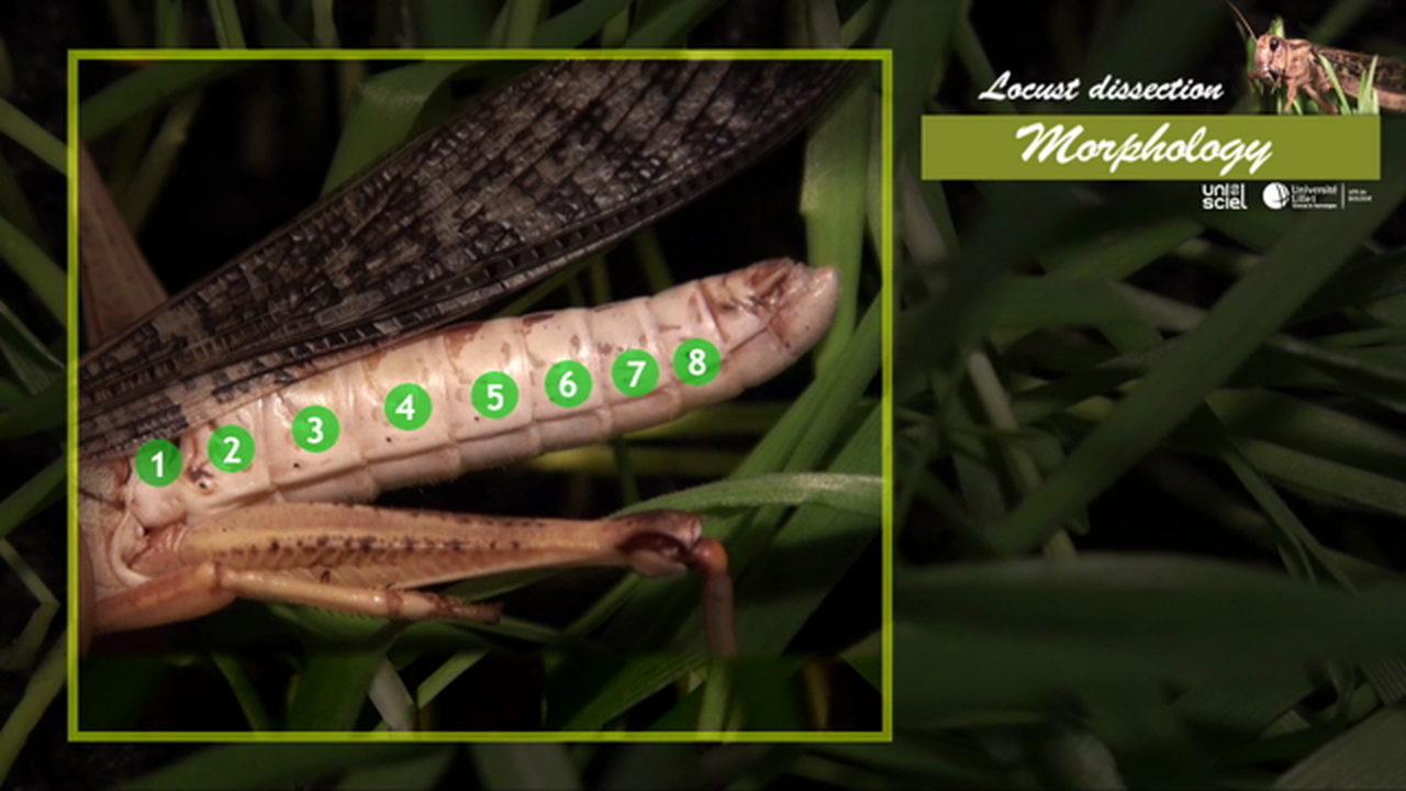 Lille.Pod - Biologie Animale - Dissection des Animaux - Locust Dissection
