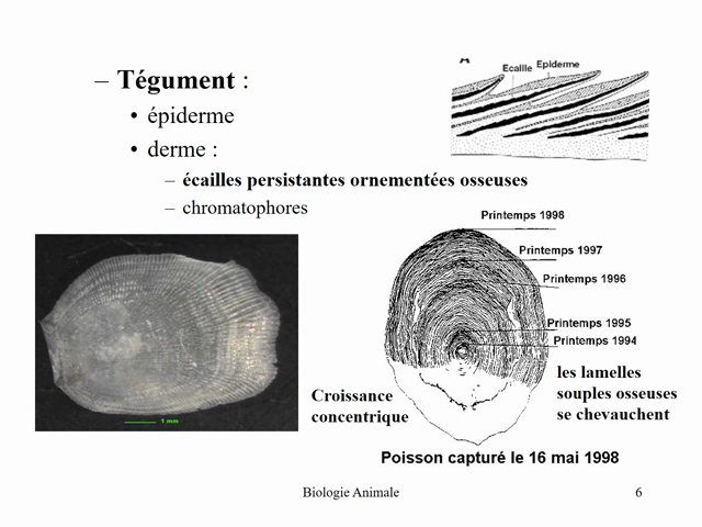 Lille.Pod - Les Poissons Osseux (Osteichthyens)