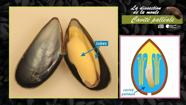 Lille.Pod - La Dissection De La Moule