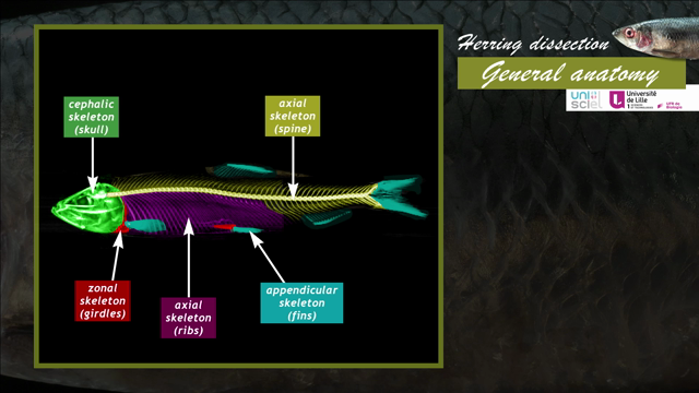 Lille.Pod - Biologie Animale - Herring Dissection
